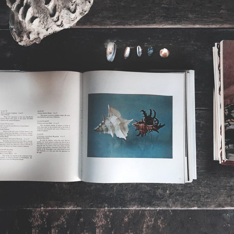 Trésor de mon mer ∮ – AN-D